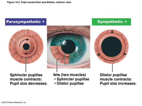 Anatomy And Physiology Of Vision Ppt Download