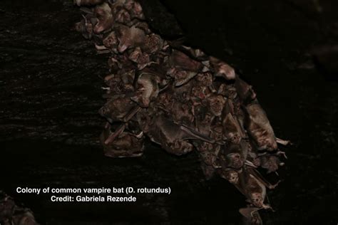 Management Of Vampire Bats And Rabies A Precaution For Rewilding