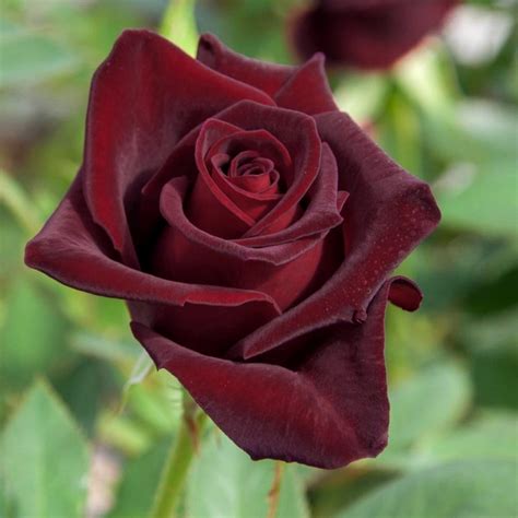 "Чёрная" роза Black BACCARA ®. Современные садовые розы