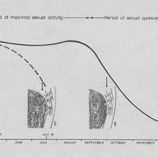 Diagram Ol The Course Of Normal Sexual Activity Drawn Line In The Download Scientific Diagram