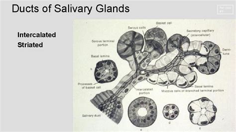 Medical School Histology Basics Liver Gallbladder Salivary Glands