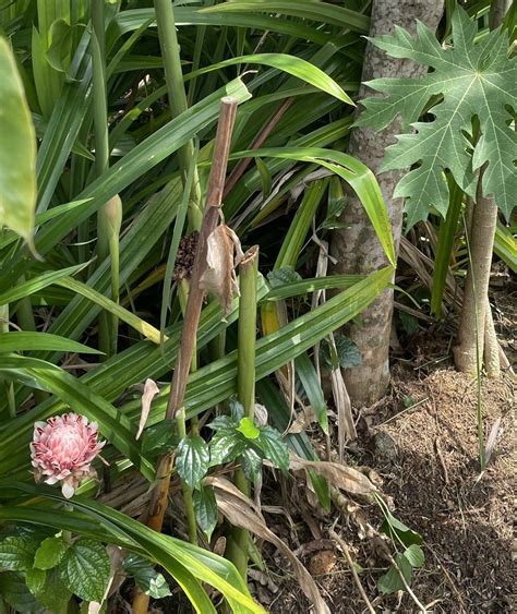Navas Zen How To Grow And Care For Torch Ginger Bunga Kantan