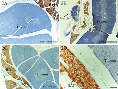 Ucp1 Immunohistochemical Analysis Of Mouse And Rat Thymus Mouse B Download Scientific