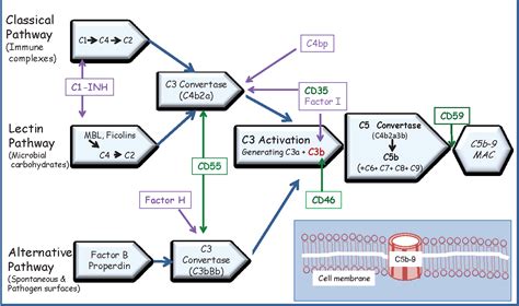 Figure 1 From The Complement System History Pathways Cascade And