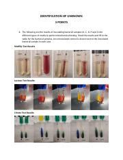 Biochemical Testing For Unknown Bacteria Results And Course Hero