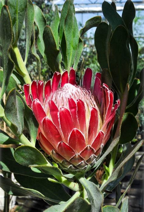 Protea Compacta X Obtusifolia Red Baron Protea Flora Toskana
