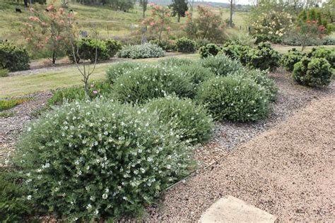Best Westringia Hedges Aesthetics And Resilience Screening And Hedging