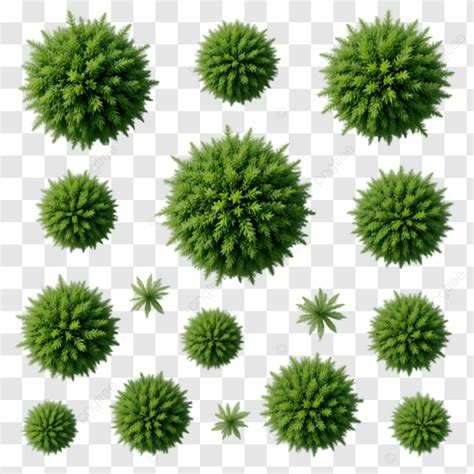 Shrubs Depicted In A Floor Plan View Top Down Perspective Various Sizes
