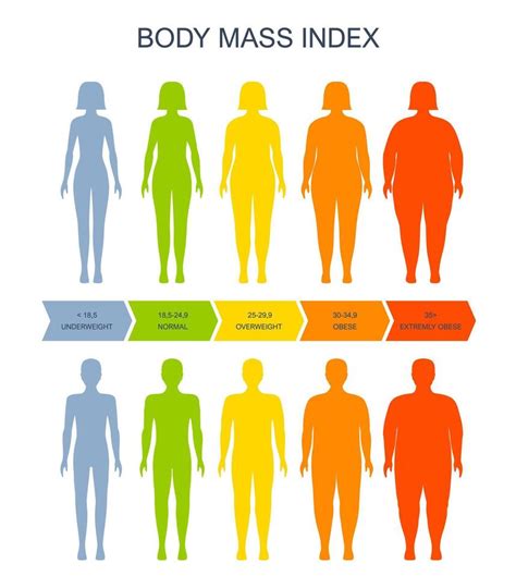 Body Mass Index Chart Bmi Of Man And Woman Scale 46602420 Vector Art