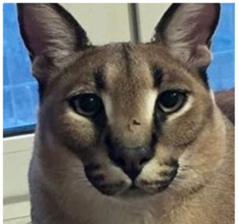 Floppa Find The Binguses Wiki Fandom