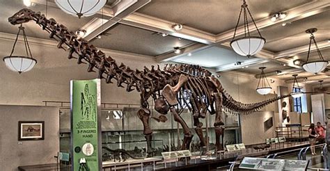 Apatosaurus Wikipedia