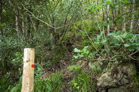 Coed Ynyslas Particulars