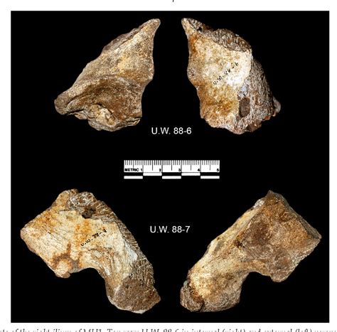 Figure 1 From Special Issue Australopithecus Sediba The Pelvis Of