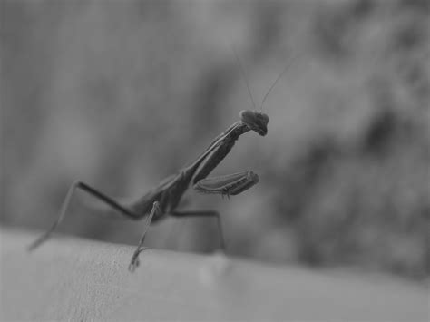 Una Oración Orando Orando Orando Orando Orando Foto Imagen De Bosque Gratuita En Unsplash