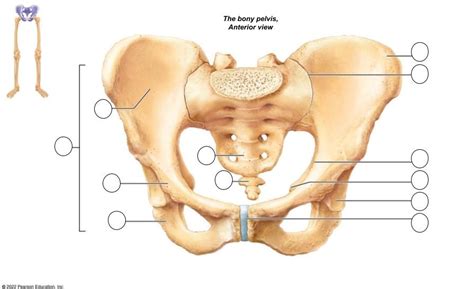 Appendicular Skeleton The Pelvis Diagram Quizlet