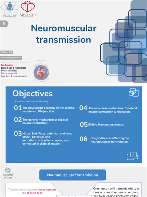 Neuromuscular Transmission Pdf Neuromuscular Junction Acetylcholine