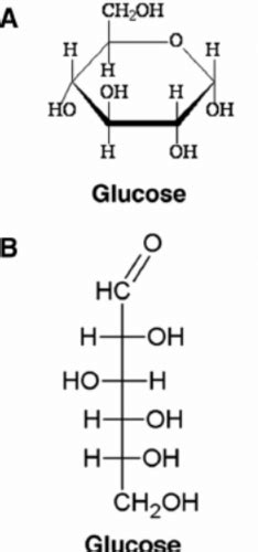 Biochem Chapter 16 Flashcards Quizlet