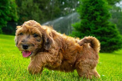My Whoodle Miniature Whoodle Breeder