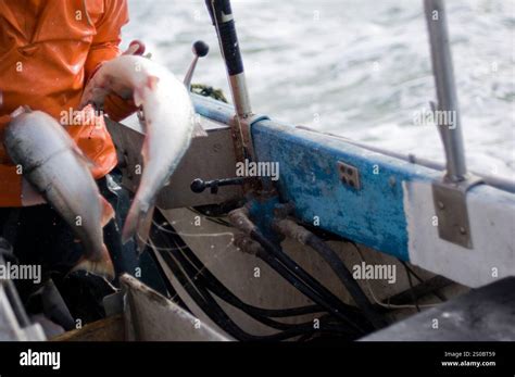 Salmon Fisherman Picking Salmon From Fishing Gear Bristol Bay Alaska