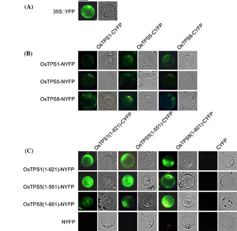 Bifc Visualization Of Protein Interactions In Rice Protoplast Cells Download Scientific