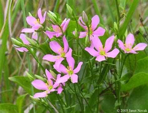 Genus Sabatia Rose Gentian Go Botany