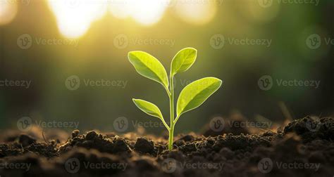 AI Generated Small Tree Growing With Sunshine In The Garden Eco Concept Generative AI 35892878