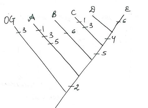 Solved Small Questions Please Answer Based On The Phylogenetic Tree 1 Answer Transtutors