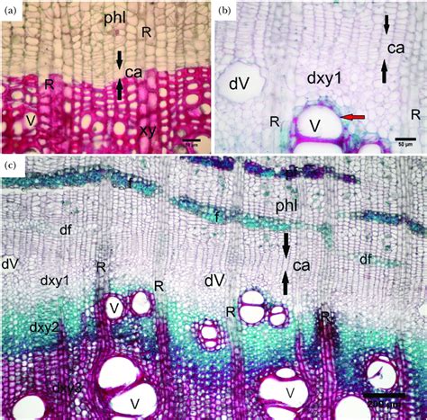 The Seasonal Cambial Activity Of Teak In The Mae Sariang Teak Forest