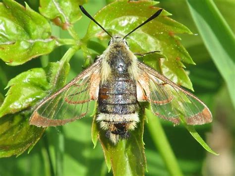 Hemaris Diffinis Bugguide Net