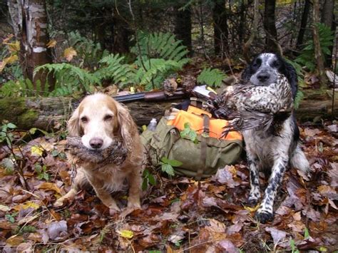 English Cocker Spaniel Hunting