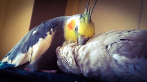 Peanut And Yoda Love Cuddling Cockatiel Valkparkiet Cockatiel