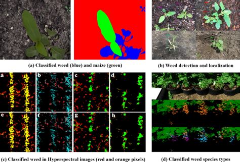classified weeds as seen in rgb color space a b and hyperspectral download scientific
