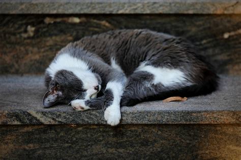 My Cat By Laura B R On Deviantart