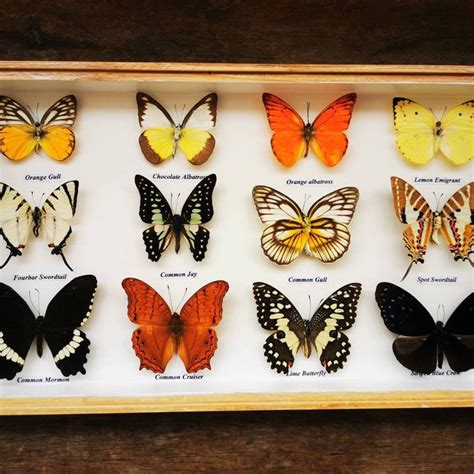 Butterfly Display Etsy