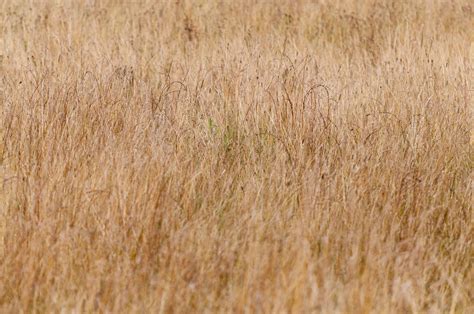 High Dry Grass Field Gladiator Background Patternpictures