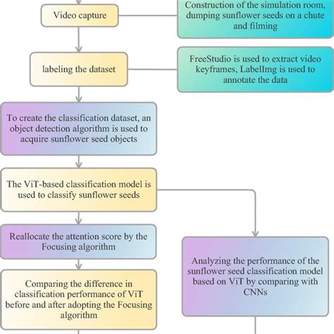 The Vit Based Sunflower Seed Classification Models Structure