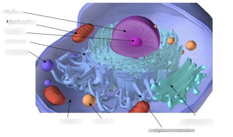 Module 1 Diagrams Diagram Quizlet