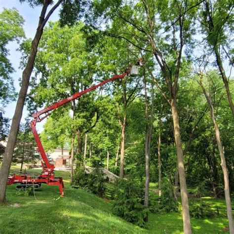 Tree Trimming Toledo Ohio Roque Tree Service