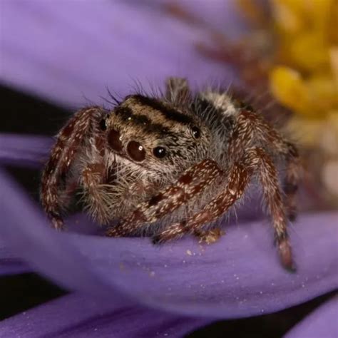 Spiders In Oregon 41 Different Species
