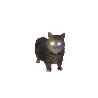 Oiia Oiia Cat Stickers Find And Share On Giphy