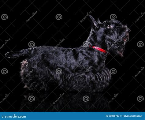 Side View Portrait Of A Standing Scottish Terrier Stock Image Image Of Portrait View 90826783