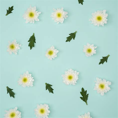 Ромашки обои 58 фото