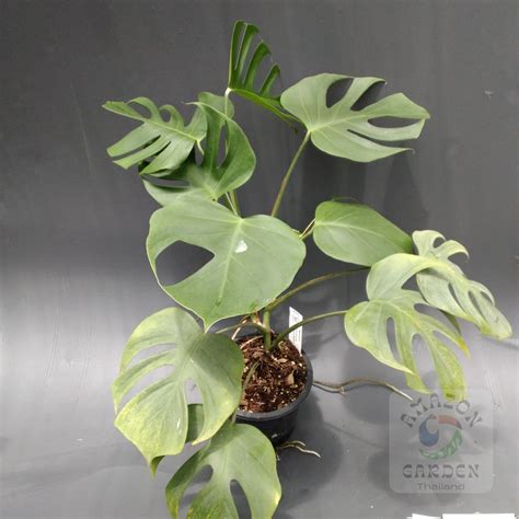 Monstera Deliciosa Var Sierrana Mexico Amazon Garden Thailand