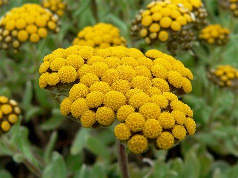 Helichrysum Essential Oil For Hearing Loss Tinnitus And Ear Healing • Healing The Dizzies