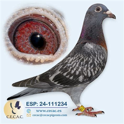 Esp 2024 111234 M♂ Leo Heremanshoymans Subastas Palomas