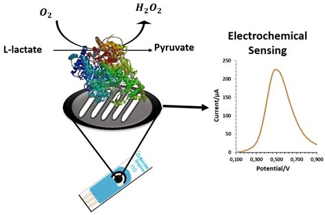 Hollow Carbon Nanorods Modified Screen Printed Electrodes For Sensitive Lactate Biosensing