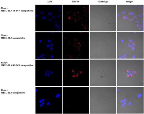 Cellular uptake behavior of MPEG–PLA–SS–ECA nanoparticles. | Download ...