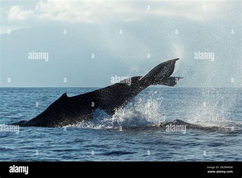 Humpback whale tail slapping. Lahaina, Maui, Hawaii Stock Photo - Alamy