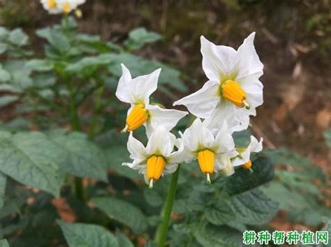 马铃薯花的特点 【耕种帮种植网】
