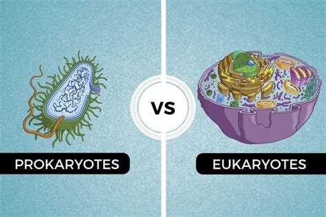 Differences Between Prokaryotes Eukaryotes